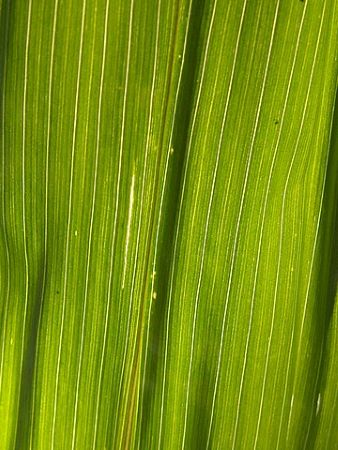 Angiosperms Definition, Types & Examples - Lesson | Study.com