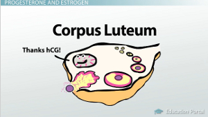 Hormones of the Placenta: Estrogen, Progesterone & hCG - Lesson | Study.com