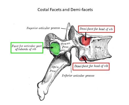 Provide a brief description of the function of a demifacet. | Study.com
