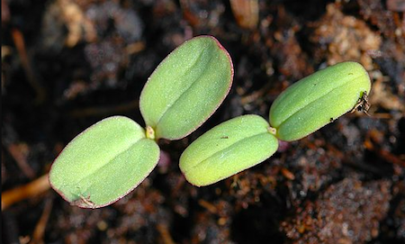 Epicotyl & Hypocotyl Definition & Function - Lesson | Study.com