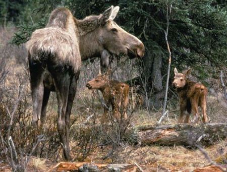 Moose Weight, Antlers & Habitat | Study.com
