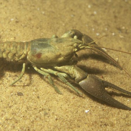 Carcinology Definition, History & Importance | Study.com