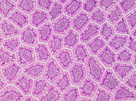 Lower Gastrointestinal Tract | Anatomy, Digestion & Absorption - Lesson ...