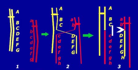 Gene Duplication & Mutation | Definition, Categories & Examples ...
