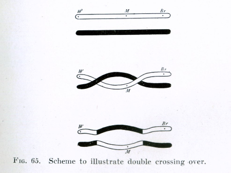 Genetic Variation Overview, Types & Sources - Lesson | Study.com