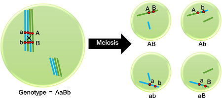 Linked Genes | Definition, Inheritance & Examples - Lesson | Study.com
