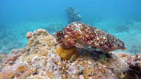 Nekton | Definition, Types & Examples - Lesson | Study.com