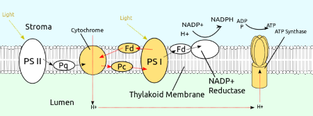 Oxygenic & Anoxygenic Phototrophs | Difference, Types & Examples ...