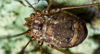 Harvestmen | Definition, Body Structure & Life Span - Lesson | Study.com