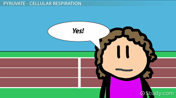 Pyruvate | Definition, Structure & Uses - Lesson | Study.com