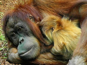 Sumatran Orangutan: Reproduction & Facts | Study.com