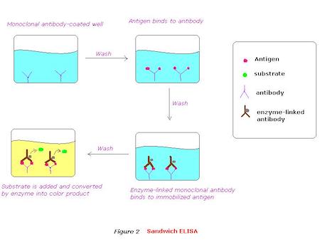Using Immunologic & Serologic Tests to Identify Bacteria | Study.com