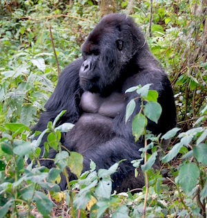 Mountain Gorillas Facts, Habitat & Lifestyle | Study.com