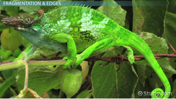 Landscape Structure & Biodiversity: Fragmentation, Edges & Corridors ...