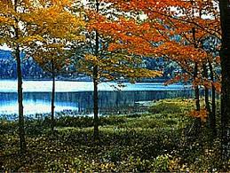 Forest Lesson for Kids: Definition & Facts | Study.com