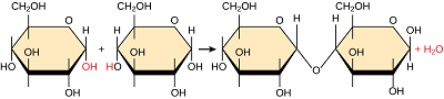 Carbohydrates in Biology: Formation, Roles & Glycosidic Linkages ...