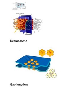 Comparing the Different Attributes of Cell Membrane Embedded Proteins ...