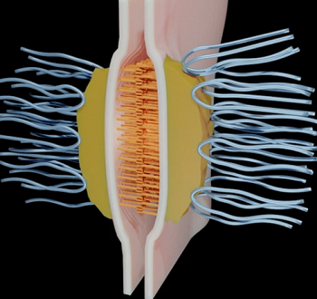 Morula | Definition, Formation & Function - Lesson | Study.com