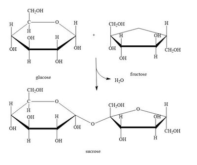 Explain in detail condensation reaction of lactose, fructose, sucrose ...