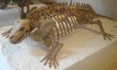 Chordata Digestive System & Examples | Study.com