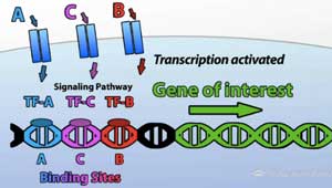 How Signaling Molecules Control Differentiation - Lesson | Study.com