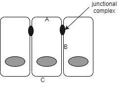 The diagram below shows a small section of the epithelium lining your ...