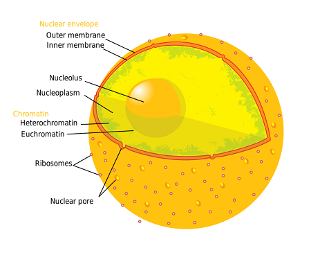 Nucleus in the Cell | Purpose, Function & Importance - Lesson | Study.com