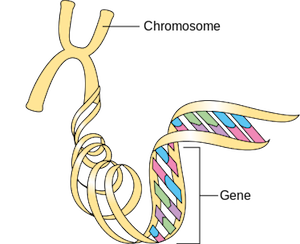 Point Mutations: Types, Processes & Effects | Study.com