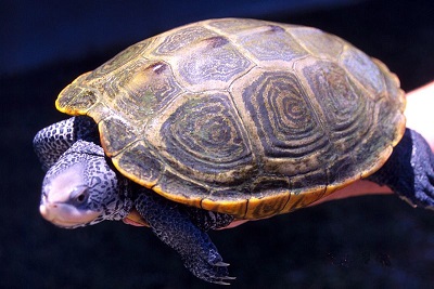 Turtle & Tortoise | Anatomy, Lifespan & Facts | Study.com