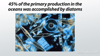 Diatoms: Definition, Characteristics & Types - Video & Lesson ...