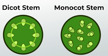 Cambium Tissue | Definition, Types & Function - Lesson | Study.com