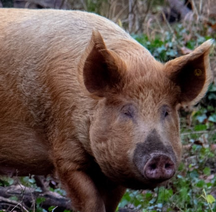 Genre of Animal Farm by George Orwell | Allegory, Fable & Satire ...