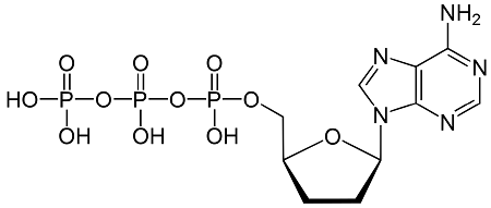 Sanger DNA Sequencing Method | Steps & Structure - Lesson | Study.com