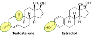 Hormones Produced by Ovaries & Testes | Functions & Features - Lesson ...