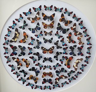 Homologous Genes | Definition, Types & Examples - Lesson | Study.com