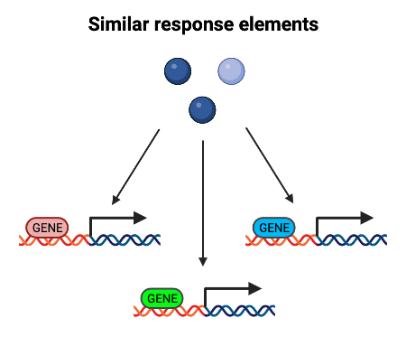 Justifying the Need for Genes that are Coordinately Regulated Practice ...