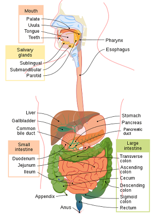 Interpreting a Model that Depicts the Hierarchical Organization of ...