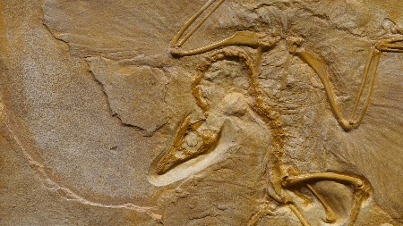 Evolutionary Change Definition, Mechanisms & Examples - Lesson | Study.com
