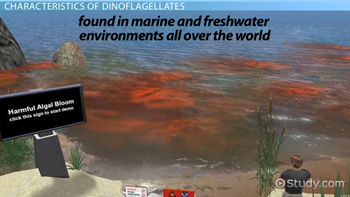 Dinoflagellates | Definition, Characteristics & Examples - Lesson ...