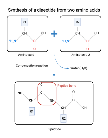 Analyzing How Organic Molecules Have Been Synthesized Practice ...