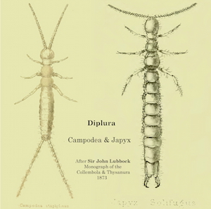 Anoplura: Life Cycle & Habitat | Study.com