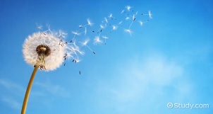 Dispersion Patterns in Nature | Uniform, Clumped & Random - Lesson ...