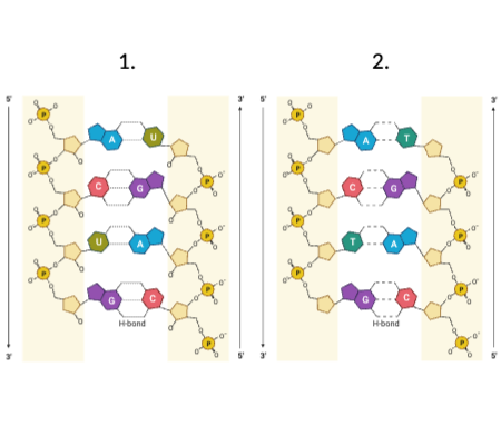 Analyzing an Illustration of DNA & RNA Molecules & Identifying ...