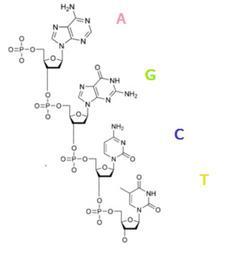 Categorizing Hydrolysis and Dehydrations Synthesis between ...
