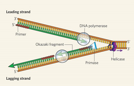 Does DNA polymerase read 3 to 5? | Study.com