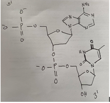 Draw the condensed structural formula for the dinucleotide 5' A T 3 ...