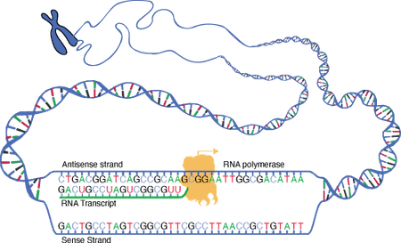 Missense Mutation | Definition, Variant & Examples - Lesson | Study.com