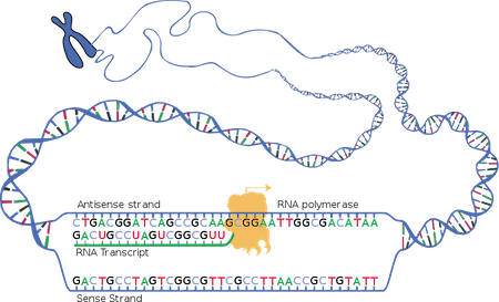 Chromatin Overview & Function - Lesson | Study.com