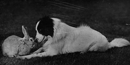 Non Sequitur Fallacy | Definition & Examples - Lesson | Study.com