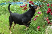 Olfactory Bulb | Structures, Function & Location - Lesson | Study.com